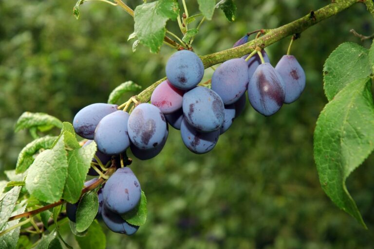 20 Ideas for Using Up a Large Harvest of Plums - LeafyJournal