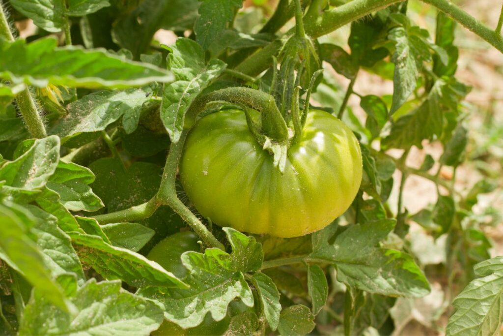 Discover the Surprising Connection Between Heat Waves and Why Your ...