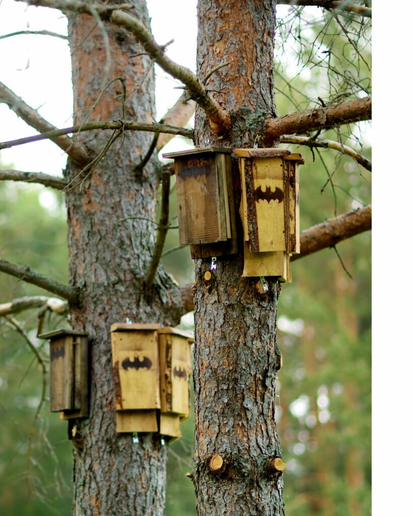 How To Make A Bat House To Bring More Bats To Your Garden - LeafyJournal