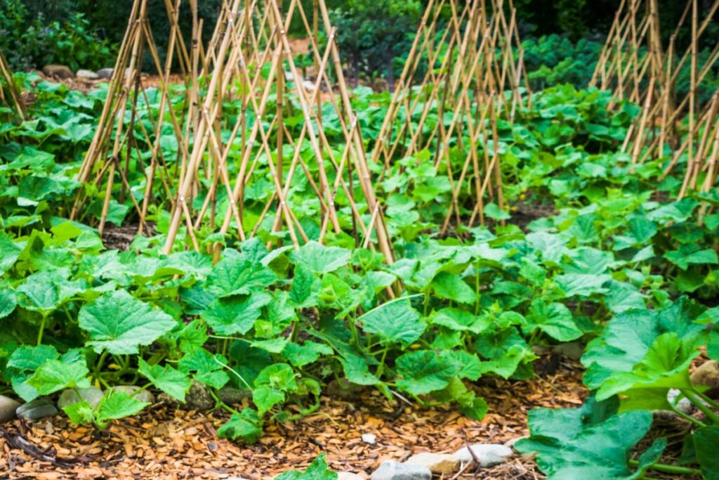 Grow More Squash in Less Space with Vertical Trellis Techniques ...