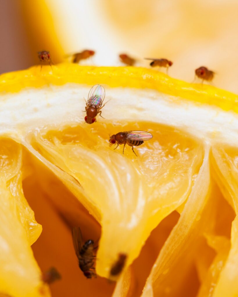 10 Natural Methods to Eliminate House Flies - LeafyJournal