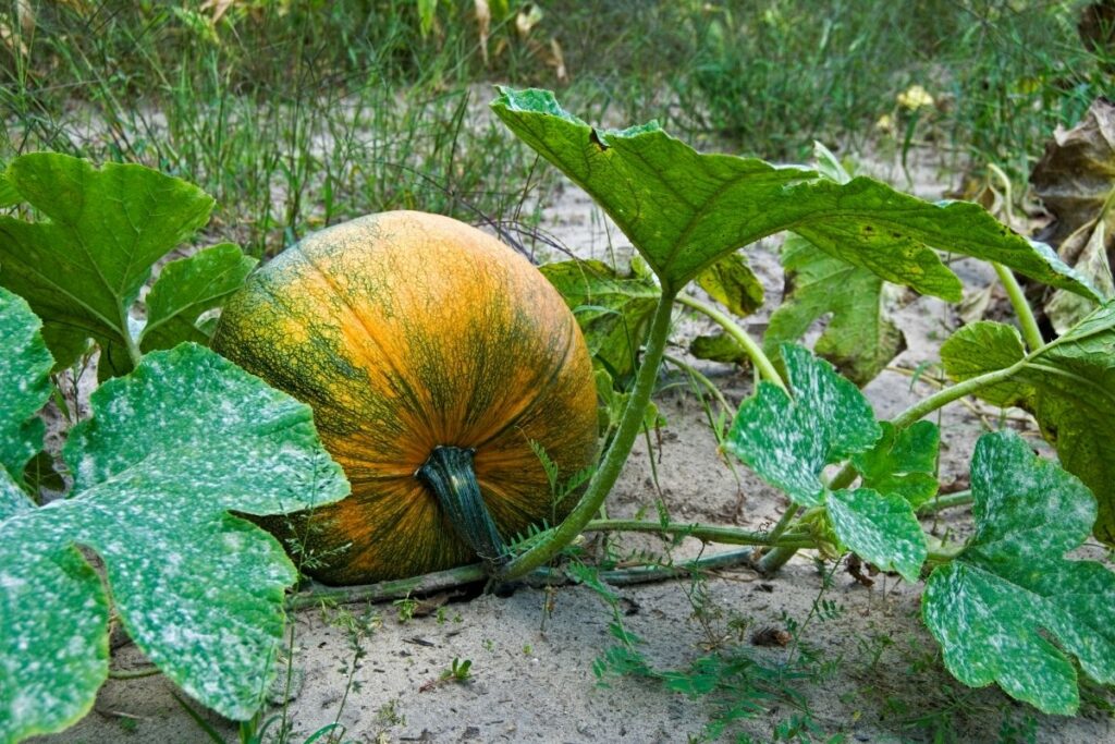 Tips on Pruning and Pinching to Stop Pumpkins from Overspreading ...