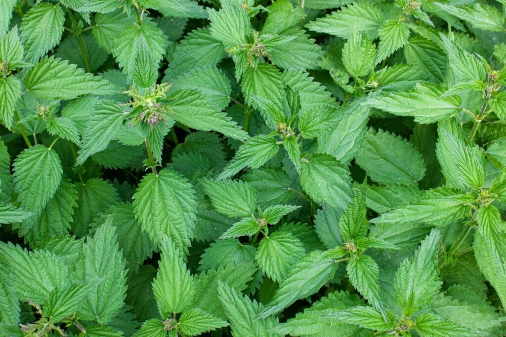 8 Effective Uses For Nettle That Won’t Sting You - LeafyJournal