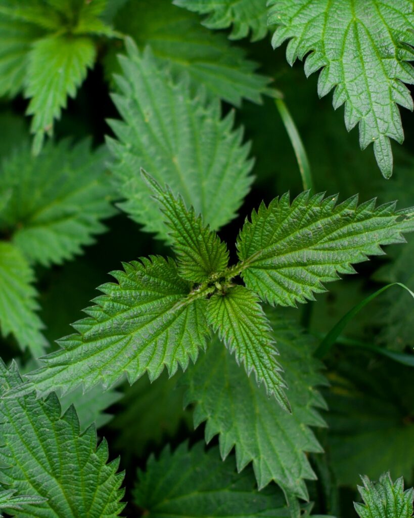 8 Effective Uses For Nettle That Won’t Sting You - LeafyJournal