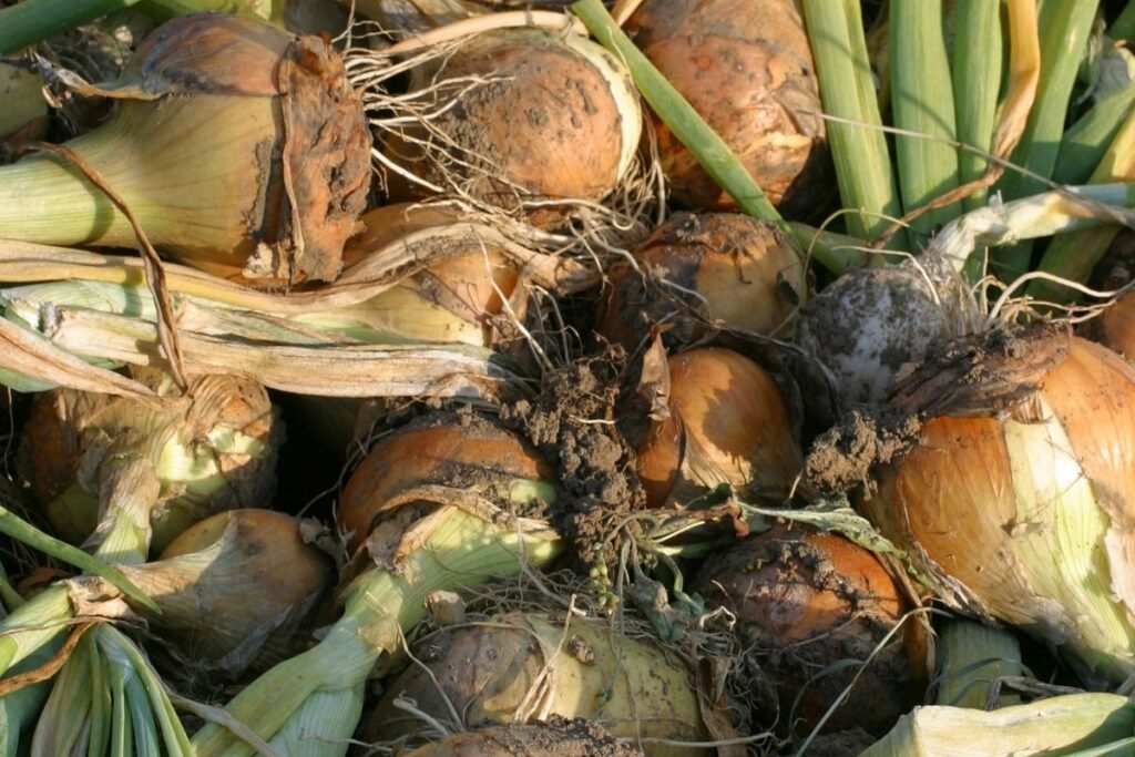 Guide to Harvesting, Curing and Storing Onions for Year-Long Use ...