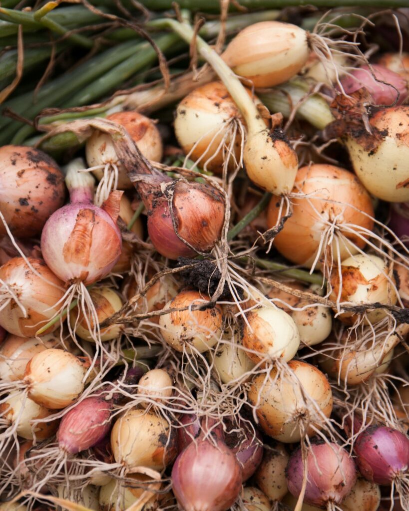 Guide to Harvesting, Curing and Storing Onions for Year-Long Use ...