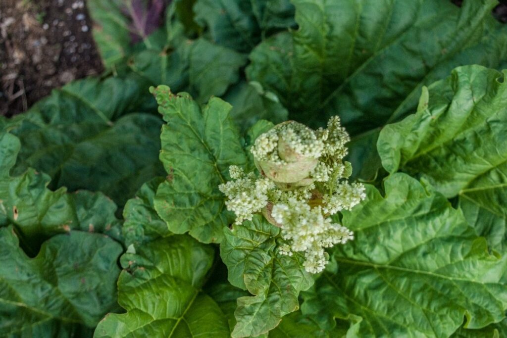 Why Is My Rhubarb Producing Flowers and How Should I Respond ...