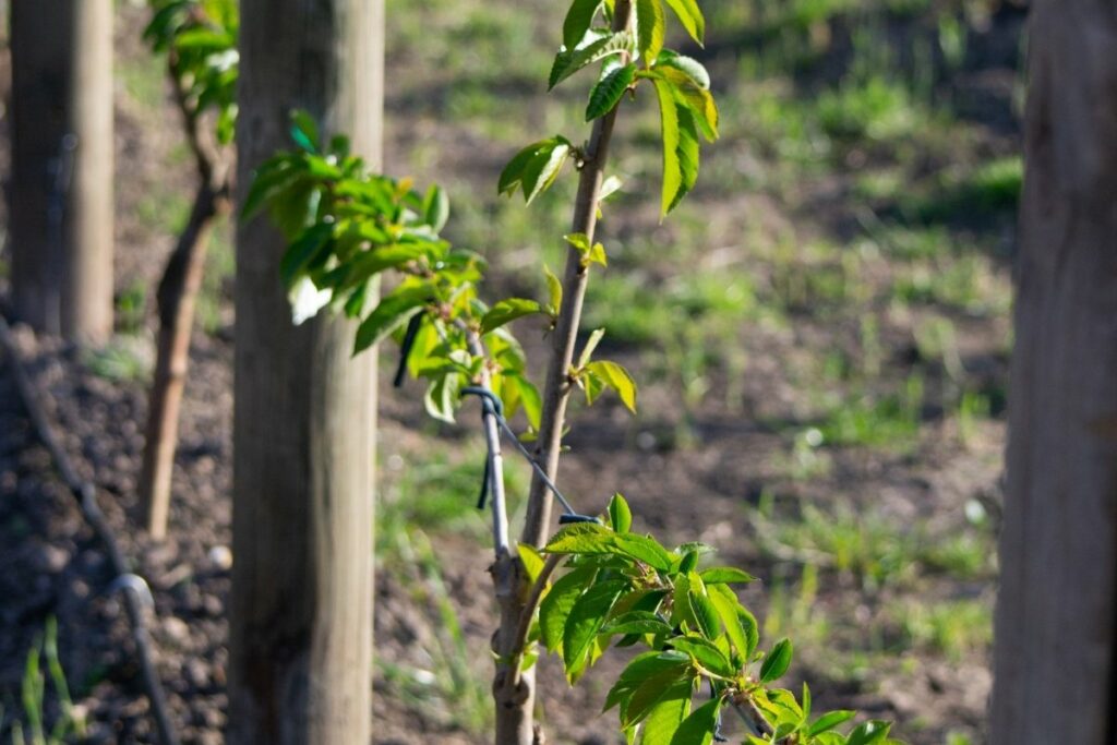 DIY Pea Trellis Ideas and Ways to Enjoy Pea Tendrils and Leaves ...