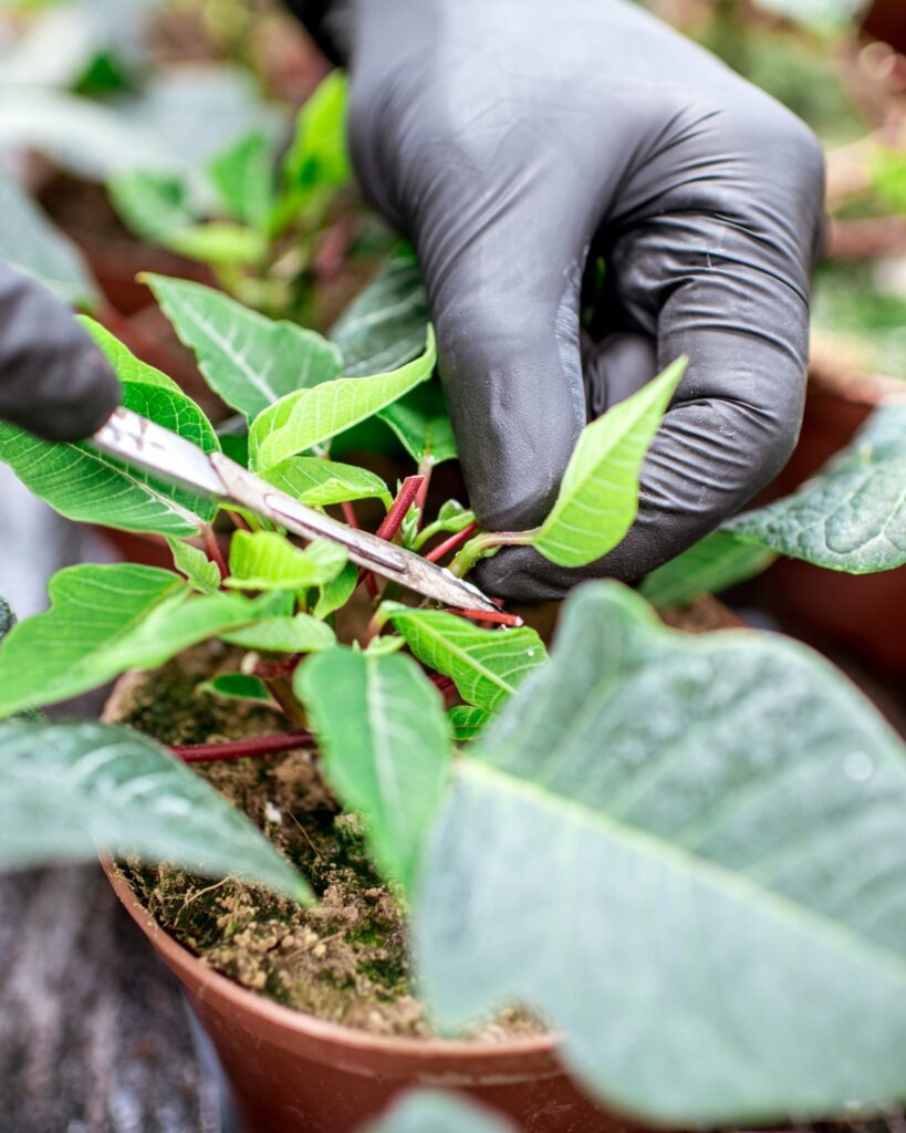 Learn Why Topping Your Pepper Plants Is Essential and How to Properly ...