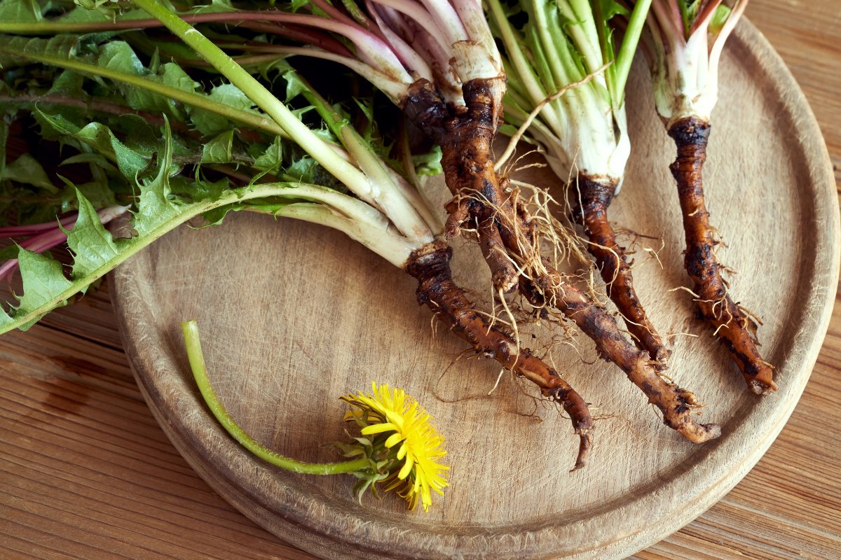 How to Harvest Dandelion Roots and 4 Great Ways to Use Them - LeafyJournal