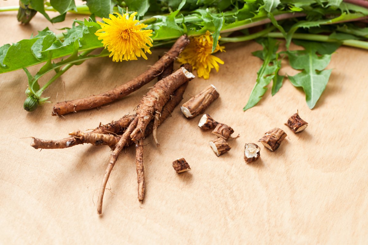 How to Harvest Dandelion Roots and 4 Great Ways to Use Them - LeafyJournal
