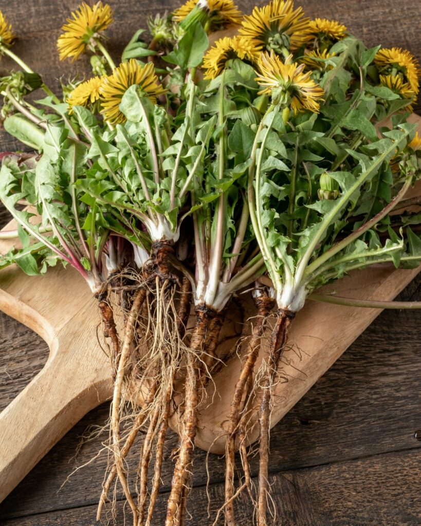 How to Harvest Dandelion Roots and 4 Great Ways to Use Them - LeafyJournal