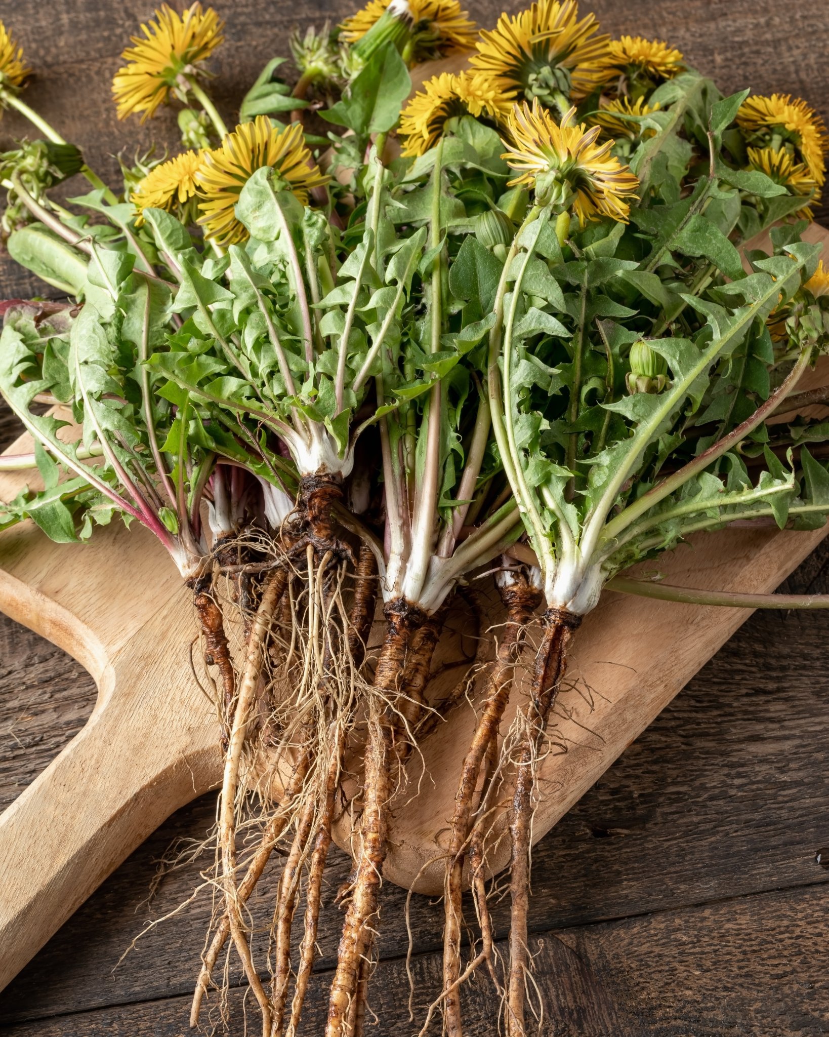 How to Harvest Dandelion Roots and 4 Great Ways to Use Them - LeafyJournal