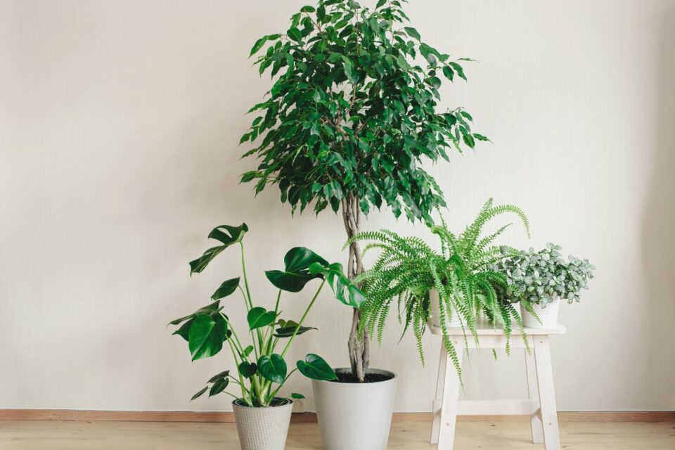 15 Plants That Boost Spirituality and Clear Negative Energy from Your ...