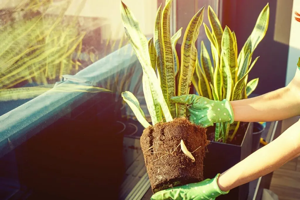 Master The Art of Snake Plant Care with These 6 Expert Tips - LeafyJournal