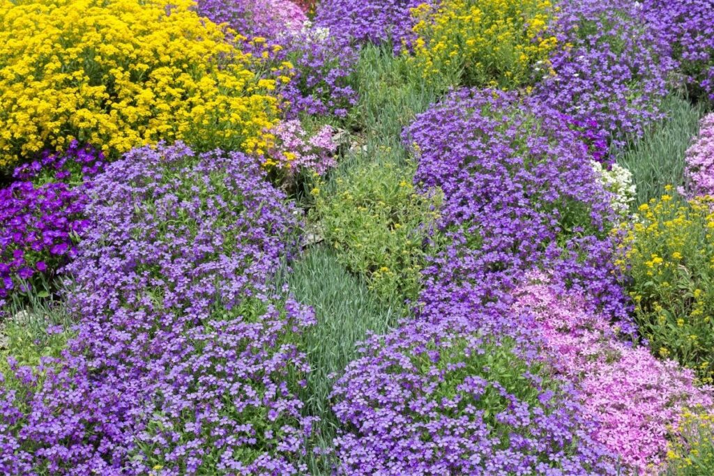 Innovative And Easy Ground Cover Ideas For An Attractive Landscape ...