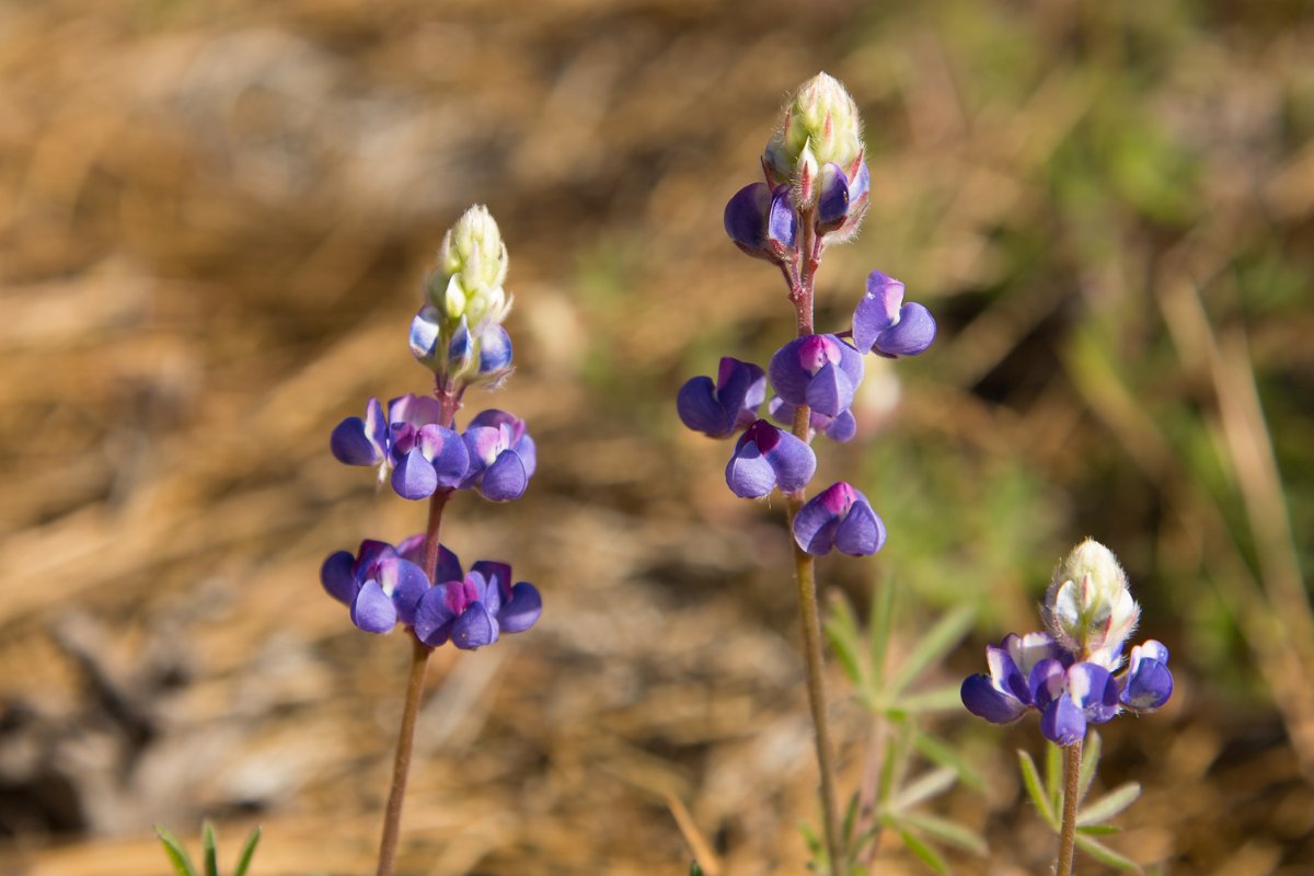 The Best Way To Grow Lupines For A Flourishing Garden - LeafyJournal