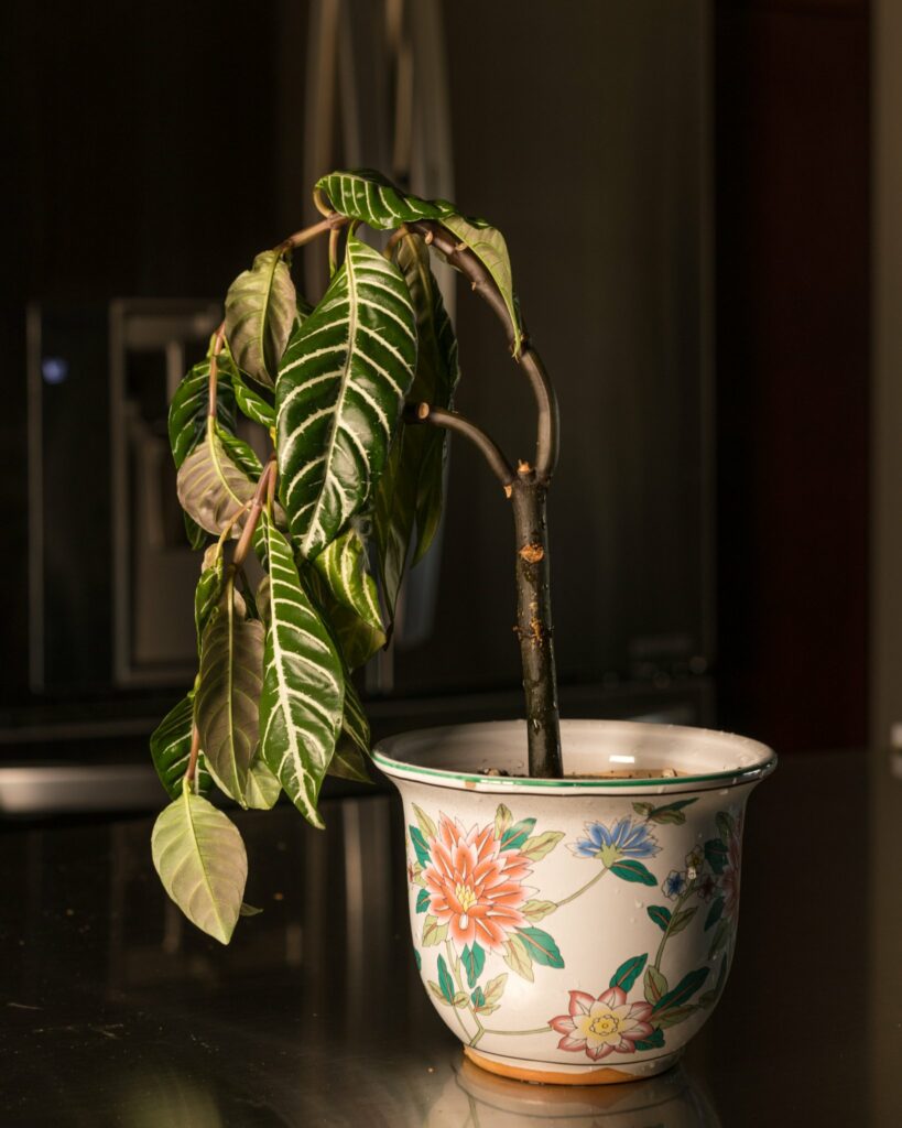 6 Easy Steps to Save Your Overwatered Plant - LeafyJournal