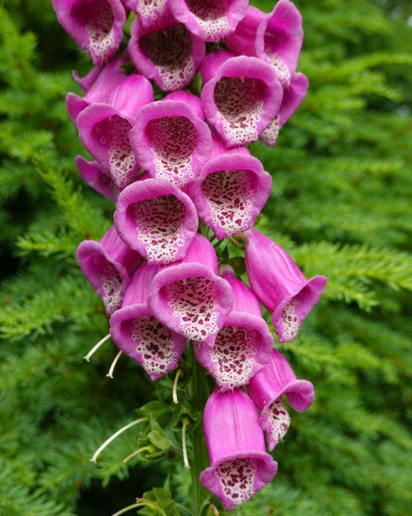 Learn About Biennials And How To Plant Them - LeafyJournal