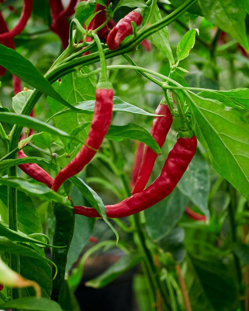 A Guide for Beginners on How to Prune Pepper Plants - LeafyJournal