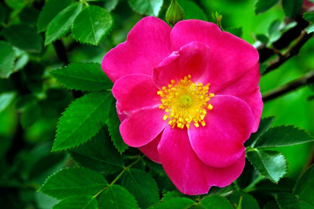 15 Tough Roses That Are Great For Beginner Gardeners - LeafyJournal
