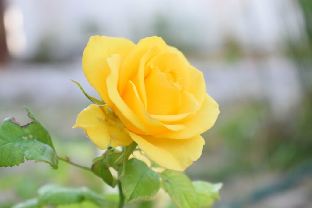 15 Tough Roses That Are Great For Beginner Gardeners - LeafyJournal
